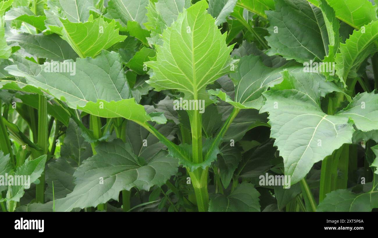 cup plant (Silphium perfoliatum) Plantae Stock Photo - Alamy