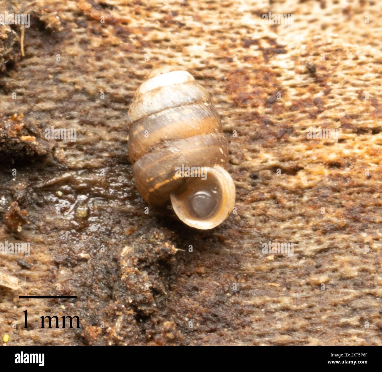Chrysalis Snails and Allies (Pupilloidea) Mollusca Stock Photo - Alamy