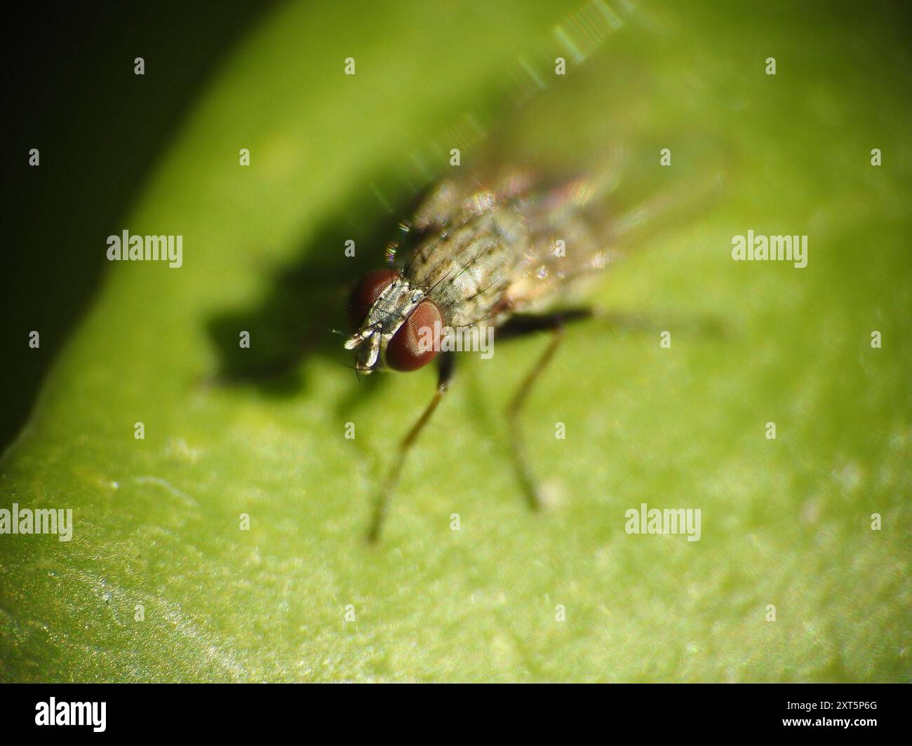 Muscoid Flies (Muscoidea) Insecta Stock Photo - Alamy