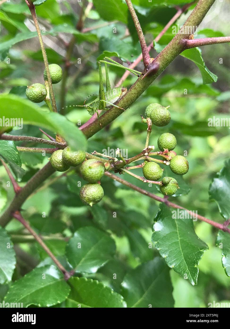 Limestone prickly ash (Zanthoxylum hirsutum) Plantae Stock Photo - Alamy