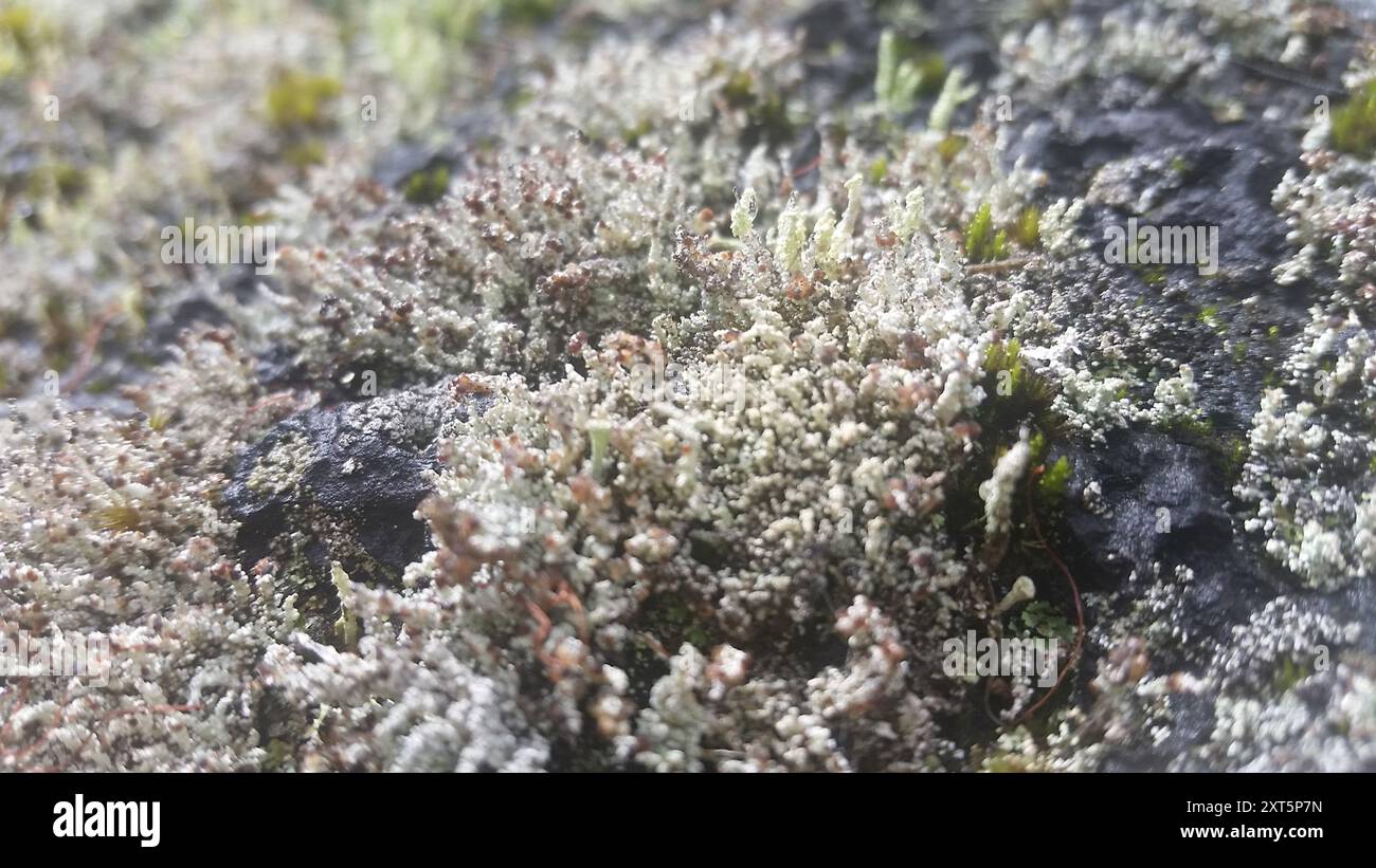 lava-colonizing lichen (Stereocaulon vulcani) Fungi Stock Photo - Alamy