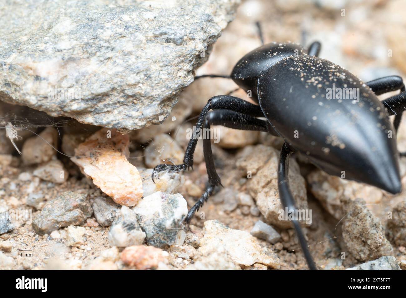 Desert Stink Beetles (Eleodes) Insecta Stock Photo - Alamy