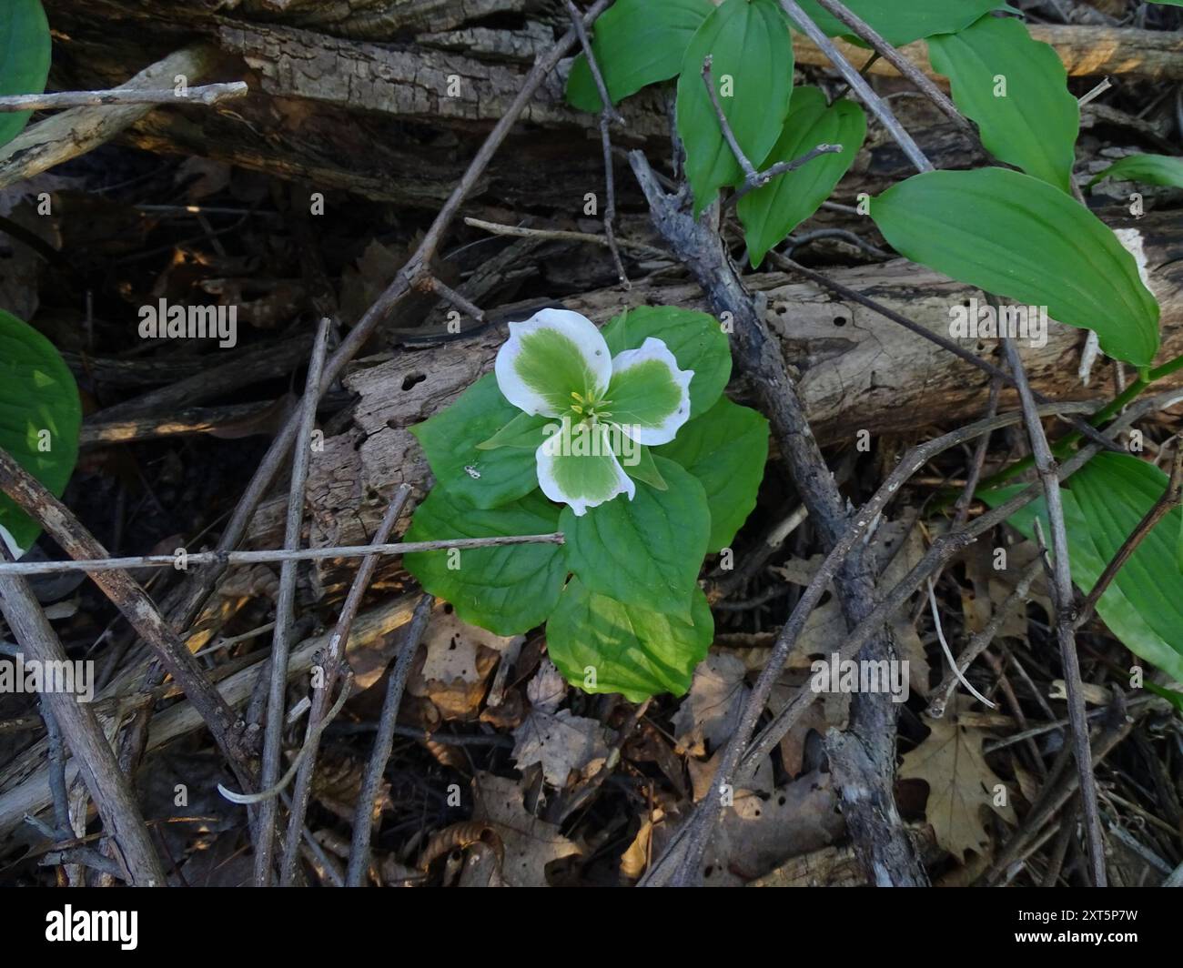 large white trillium (Trillium grandiflorum) Plantae Stock Photo - Alamy