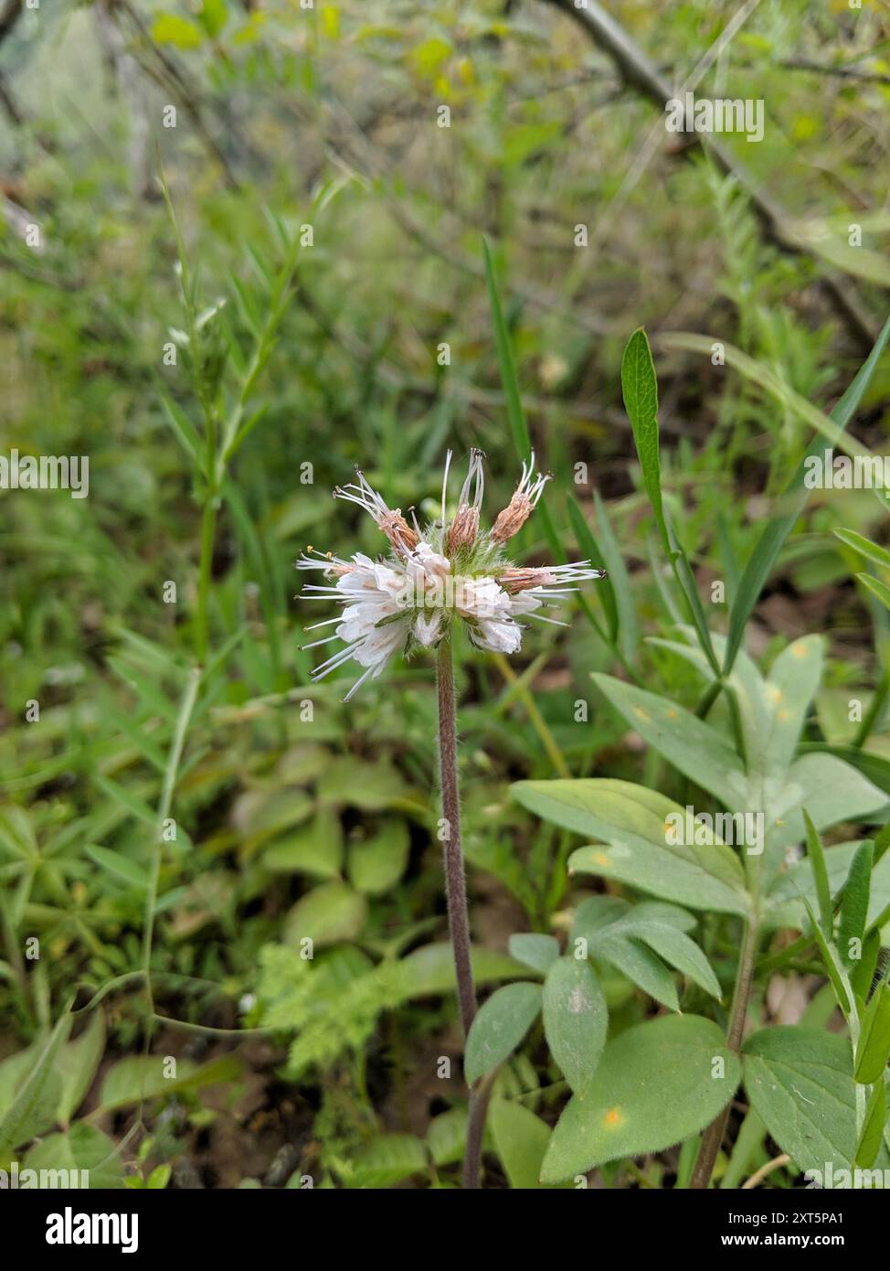 ballhead waterleaf (Hydrophyllum capitatum) Plantae Stock Photo - Alamy