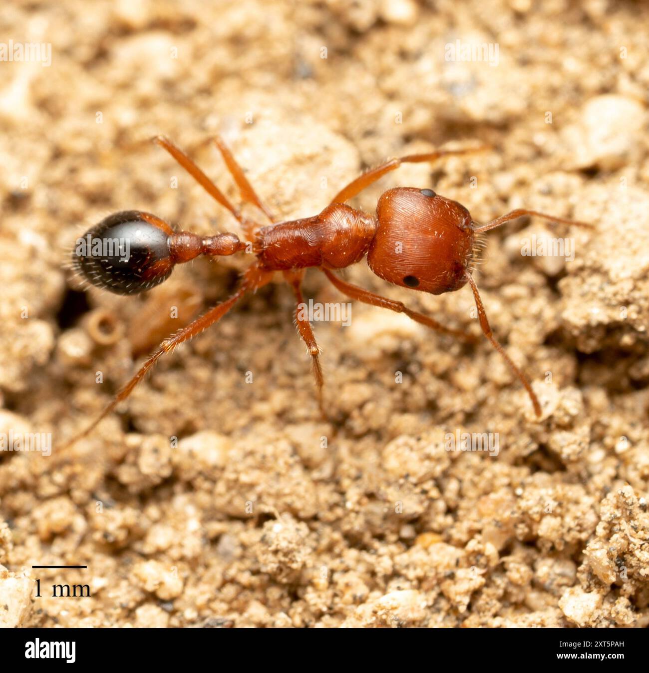 California Harvester Ant (Pogonomyrmex californicus) Insecta Stock ...