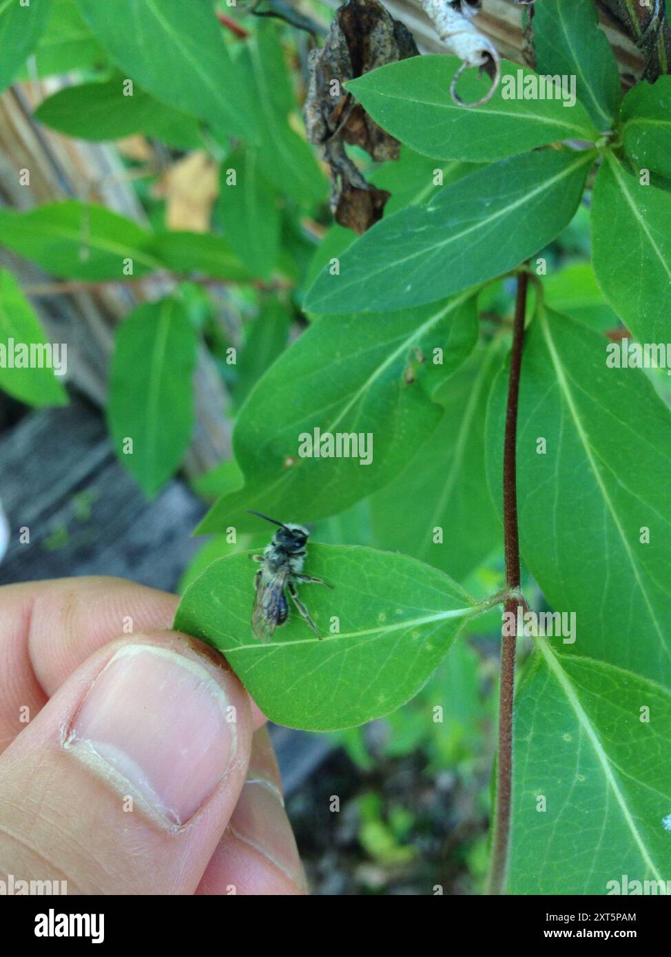 Mining Bees (Andrena) Insecta Stock Photo - Alamy