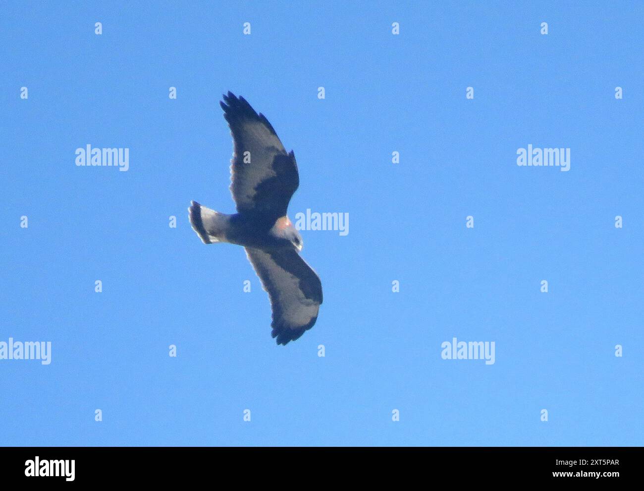 Variable Hawk (Geranoaetus polyosoma) Aves Stock Photo - Alamy