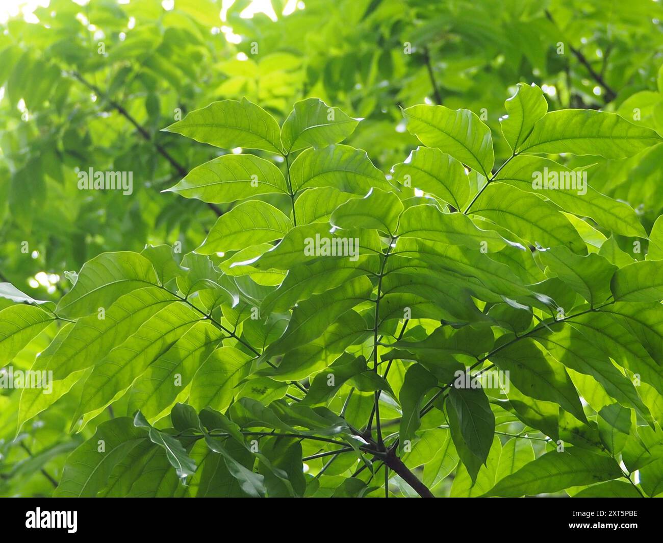 Big-leaf Mahogany (Swietenia macrophylla) Plantae Stock Photo - Alamy