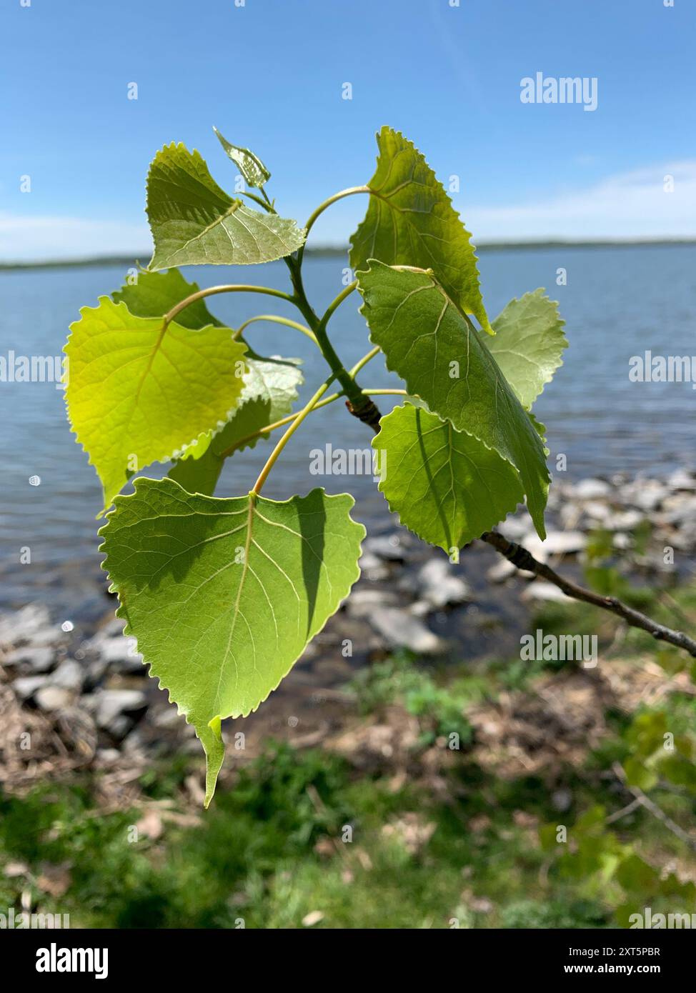 Eastern Cottonwood (Populus deltoides) Plantae Stock Photo - Alamy