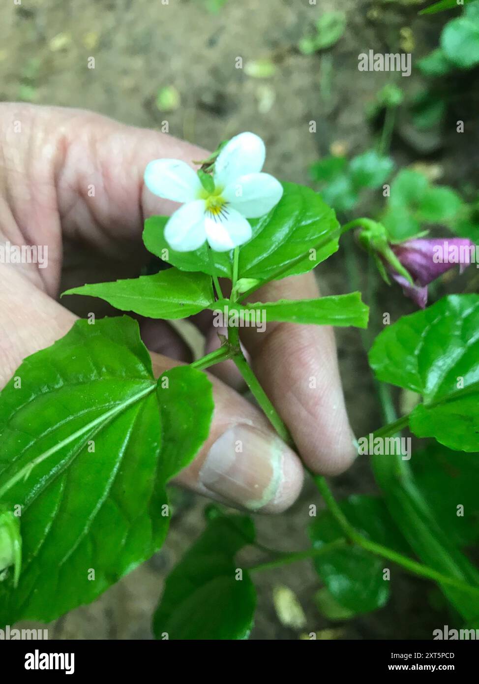 Canada Violet (Viola canadensis) Plantae Stock Photo - Alamy