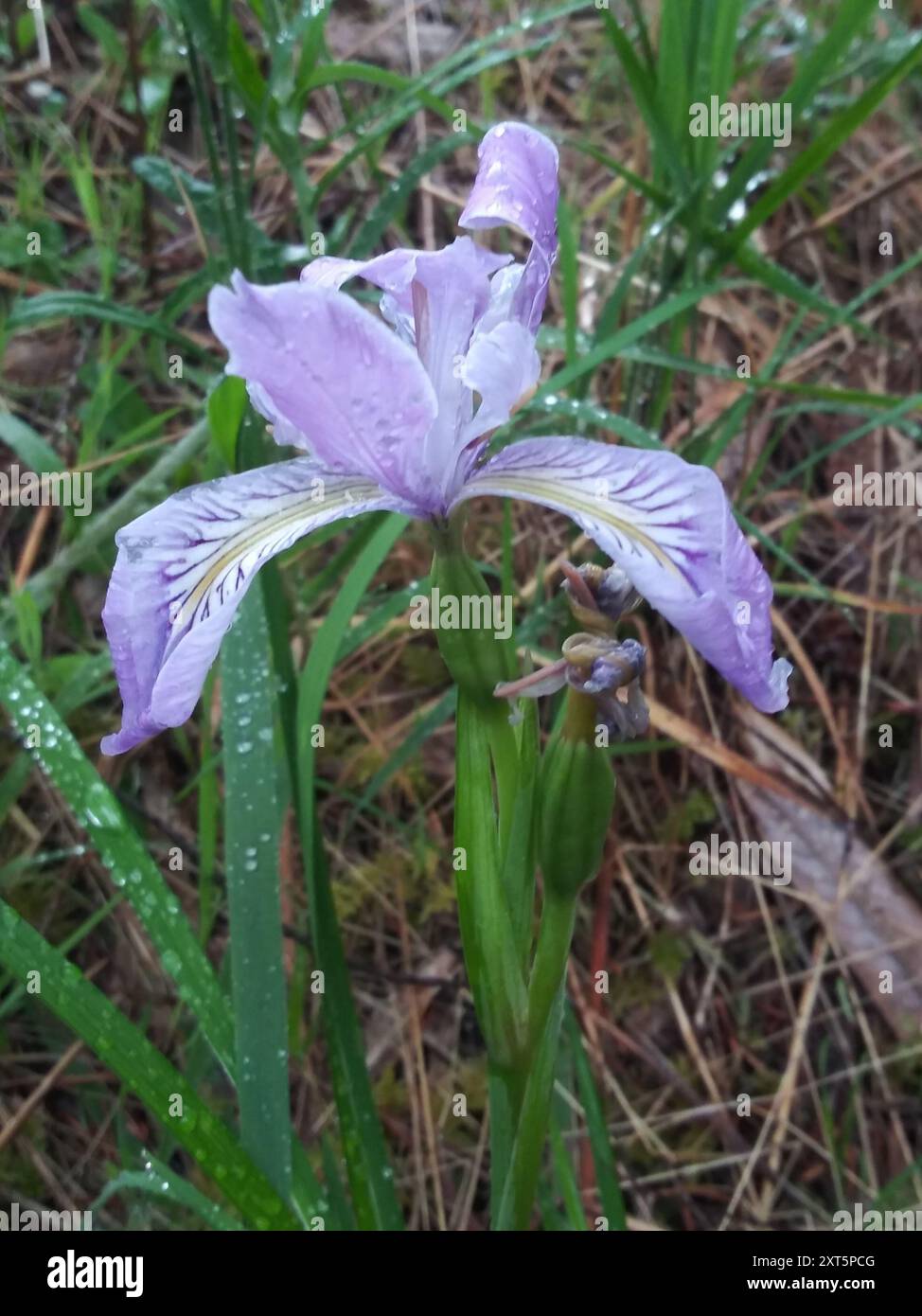 Oregon iris (Iris tenax) Plantae Stock Photo - Alamy
