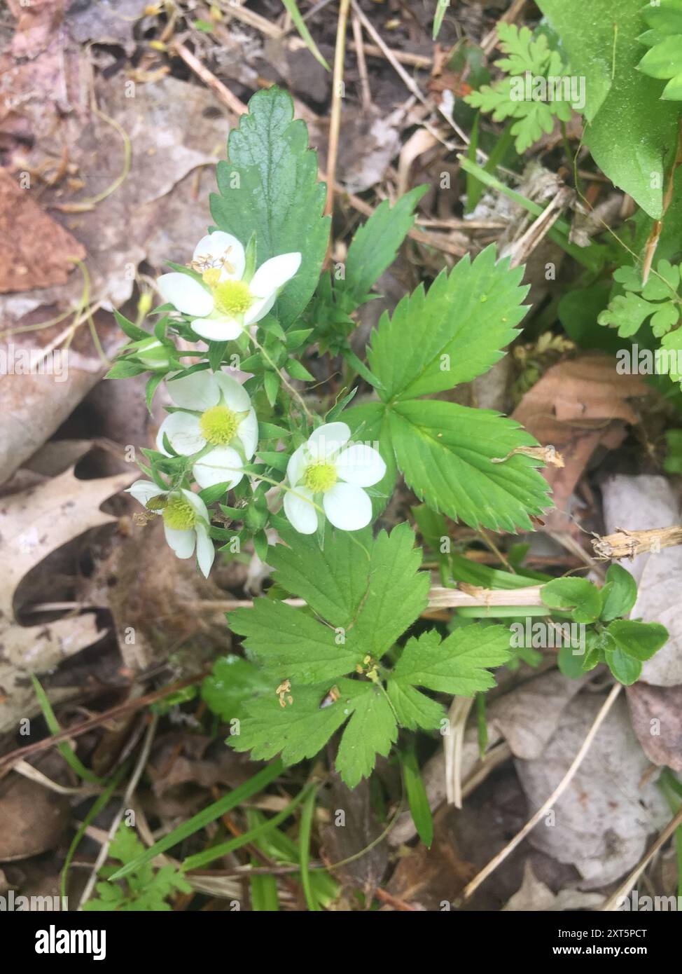 Virginia strawberry (Fragaria virginiana) Plantae Stock Photo - Alamy