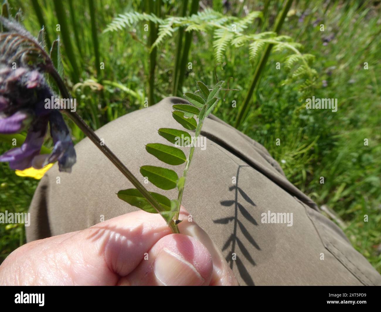 Bush Vetch (Vicia sepium) Plantae Stock Photo - Alamy