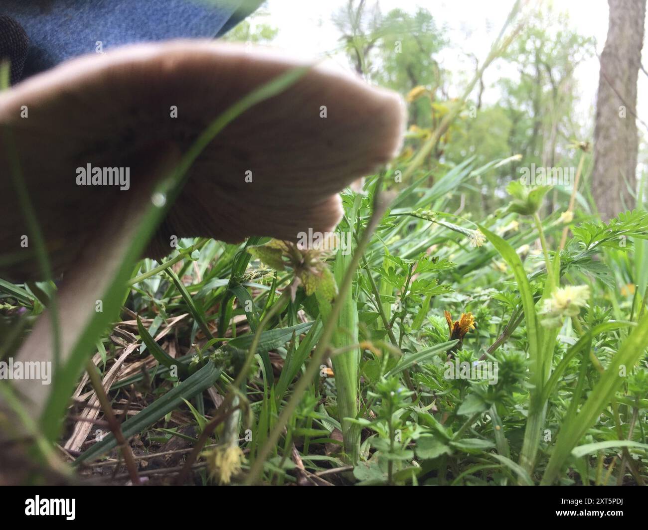 Brittlestems (Psathyrella) Fungi Stock Photo - Alamy