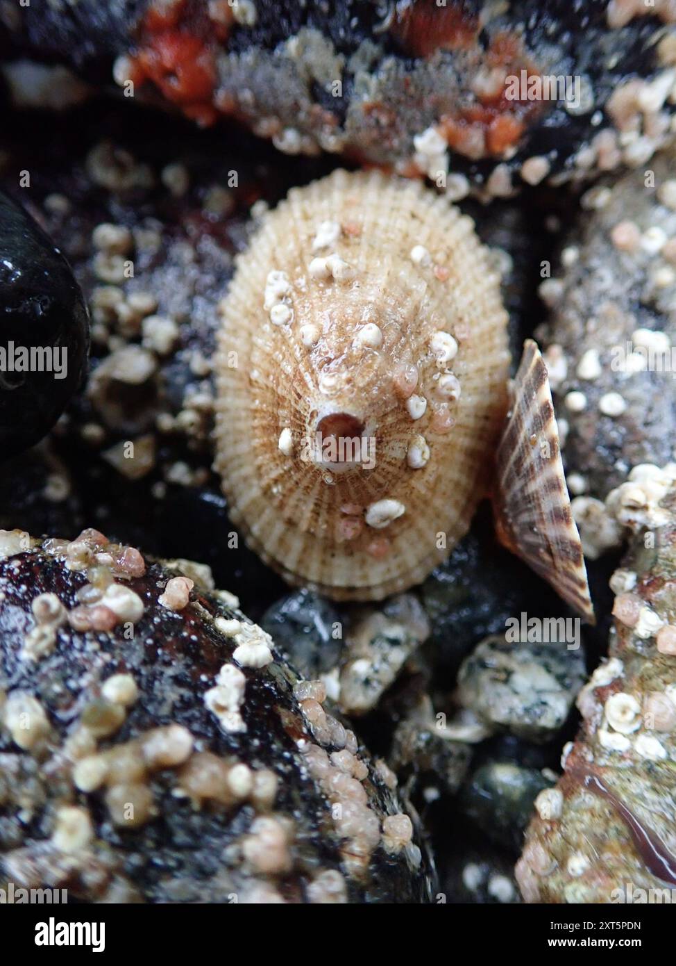 Rough Keyhole Limpet (Diodora aspera) Mollusca Stock Photo - Alamy