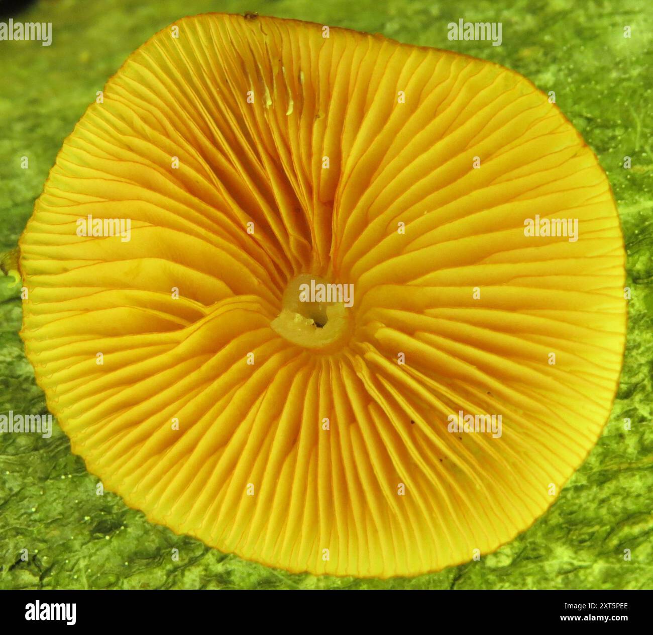 orange mycena (Mycena leaiana) Fungi Stock Photo - Alamy