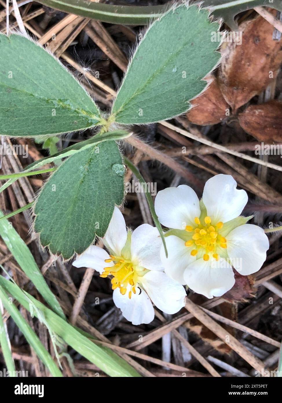 Virginia strawberry (Fragaria virginiana) Plantae Stock Photo - Alamy