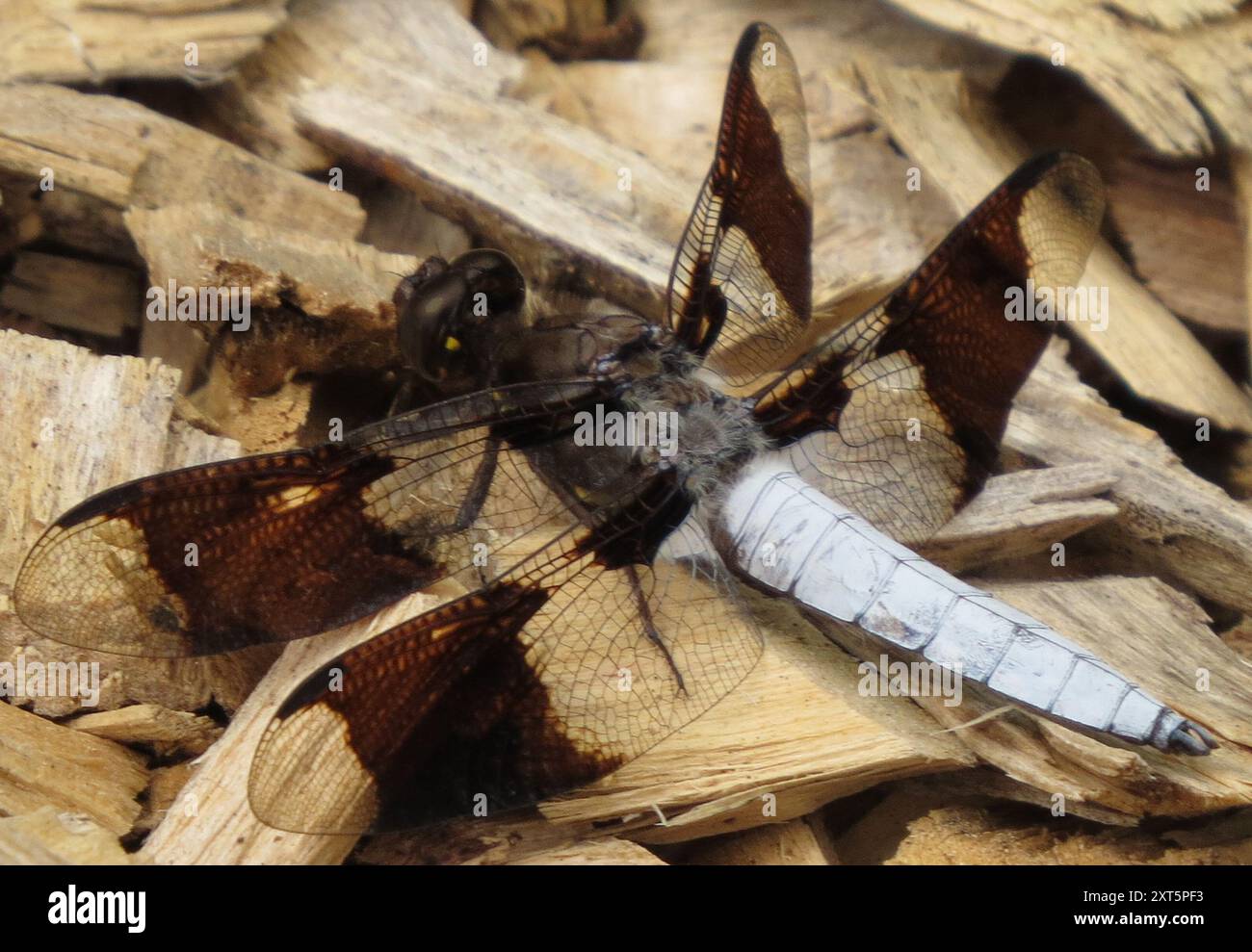Common Whitetail (Plathemis lydia) Insecta Stock Photo - Alamy