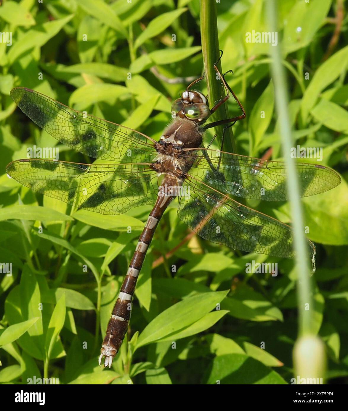 Stream Cruiser (Didymops transversa) Insecta Stock Photo - Alamy