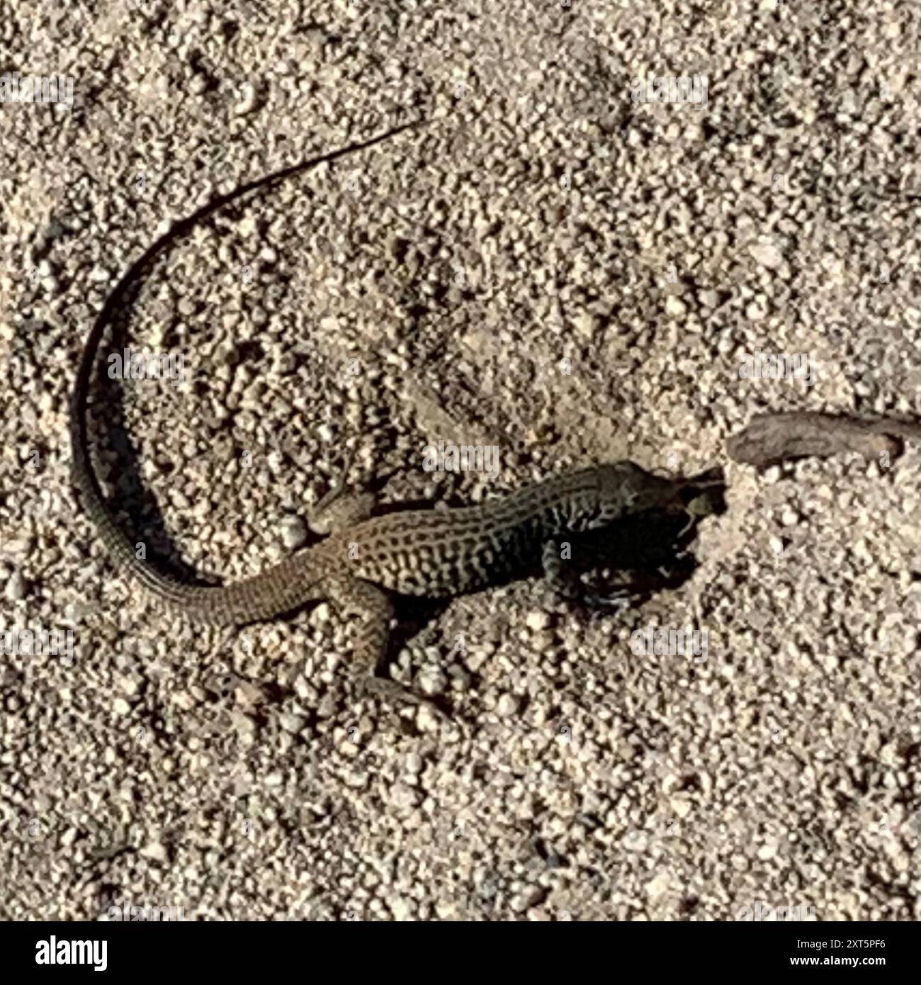 Western Whiptail (Aspidoscelis tigris) Reptilia Stock Photo - Alamy