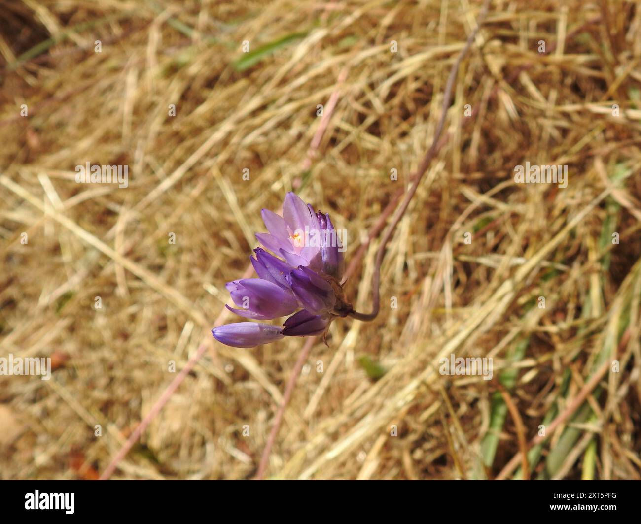 Blue Dicks (Dipterostemon capitatus) Plantae Stock Photo - Alamy