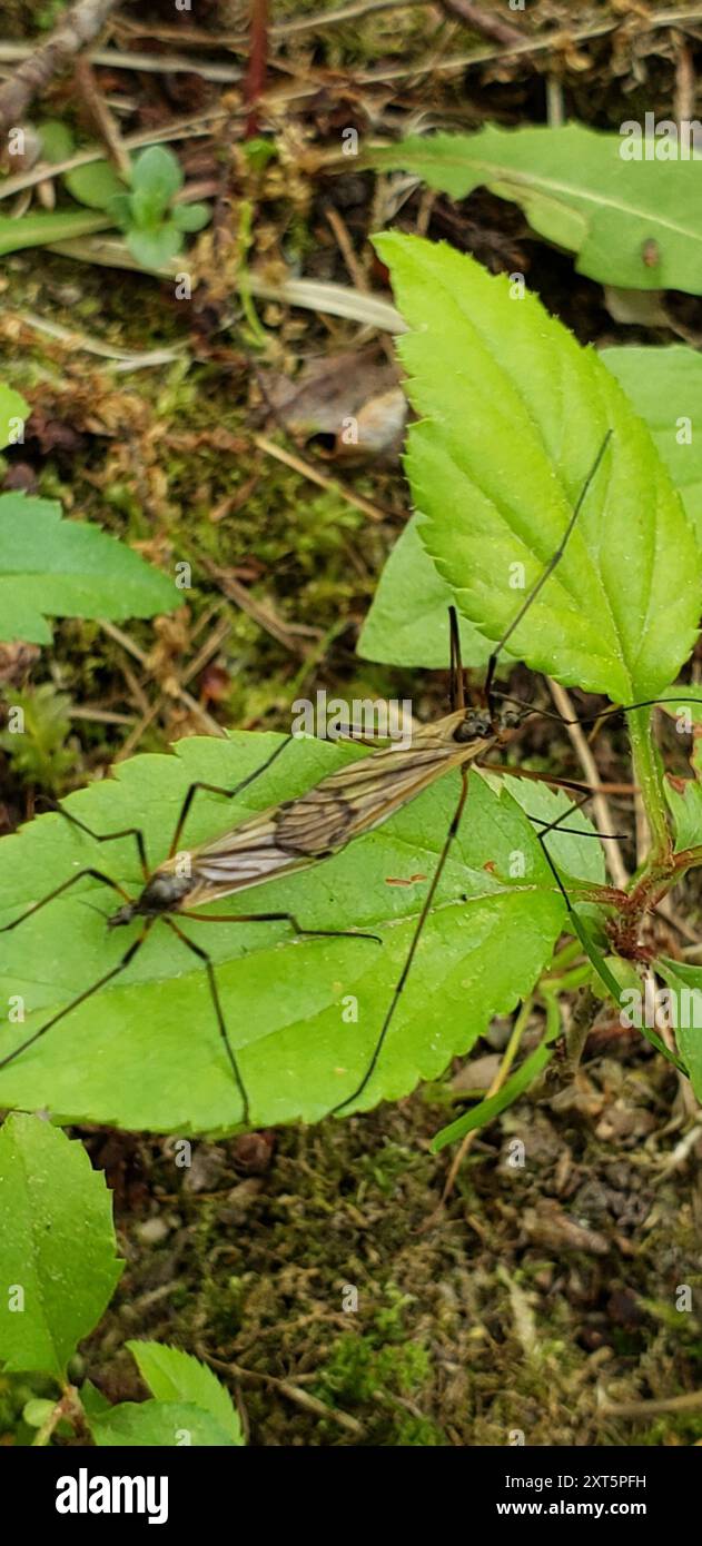 Crane Flies (Tipulomorpha) Insecta Stock Photo - Alamy