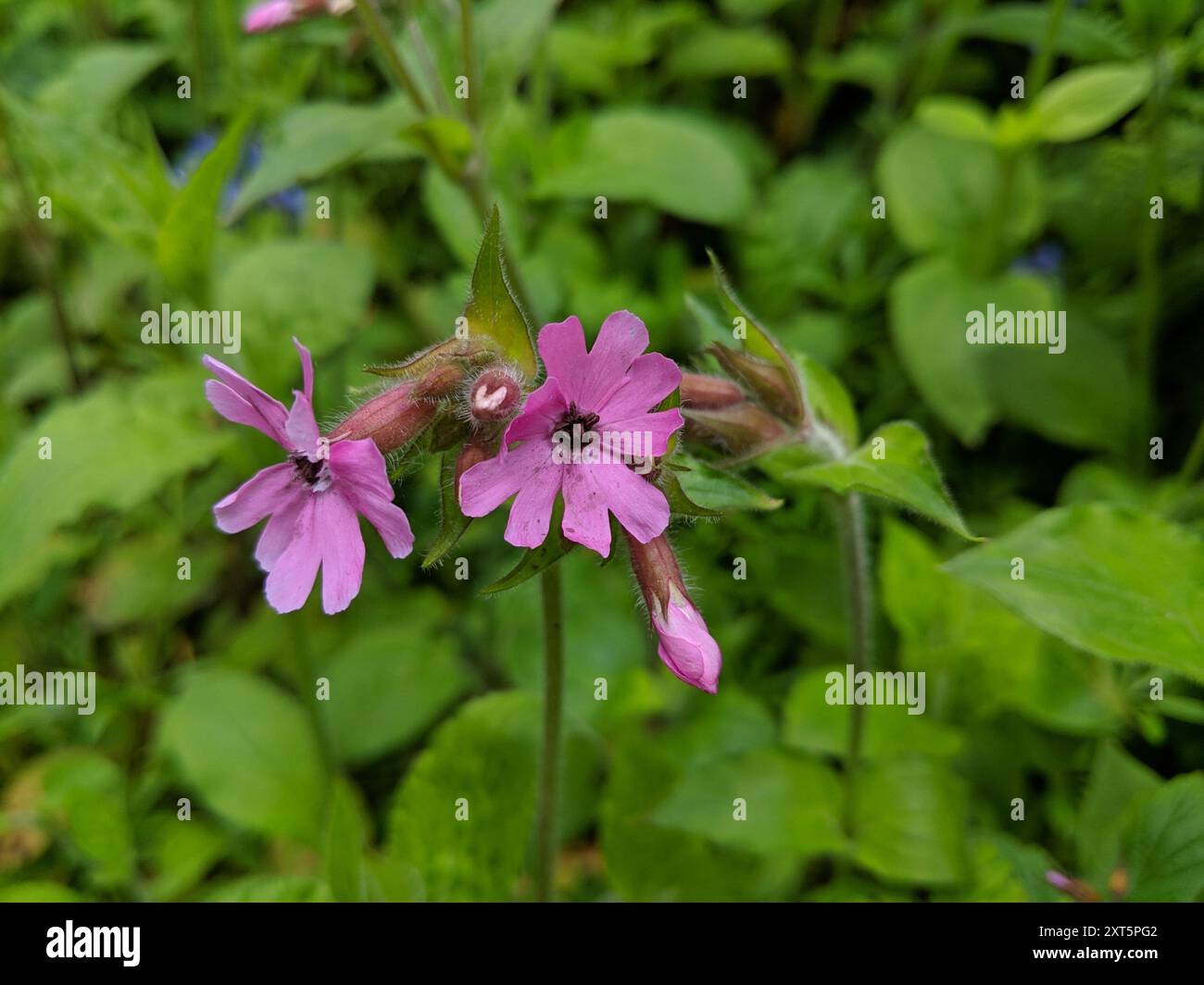 (Microbotryum silenes-dioicae) Fungi Stock Photo - Alamy