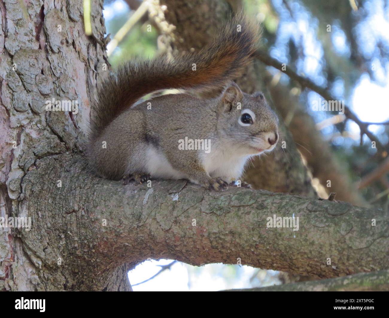American Red Squirrel (Tamiasciurus hudsonicus) Mammalia Stock Photo ...