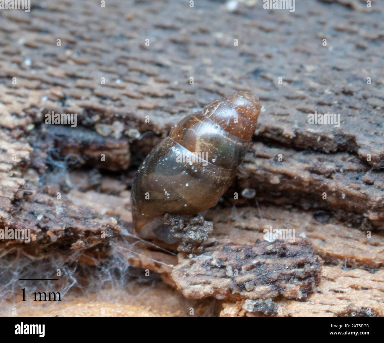 Glossy Pillar (Cochlicopa lubrica) Mollusca Stock Photo - Alamy