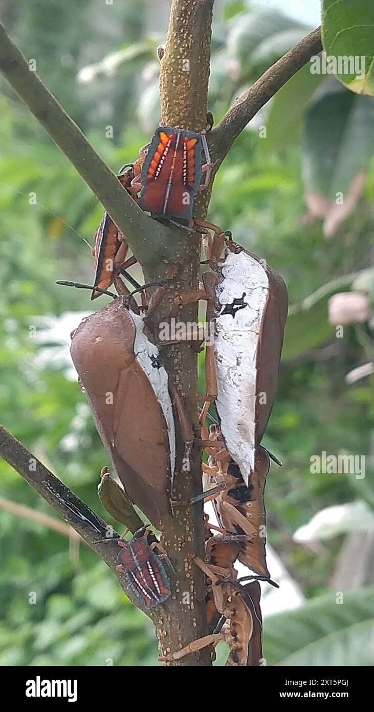 Lychee Stink Bug (Tessaratoma papillosa) Insecta Stock Photo - Alamy Lychee Stink Bug (Tessaratoma papillosa) Insecta Stock Photo - Alamy