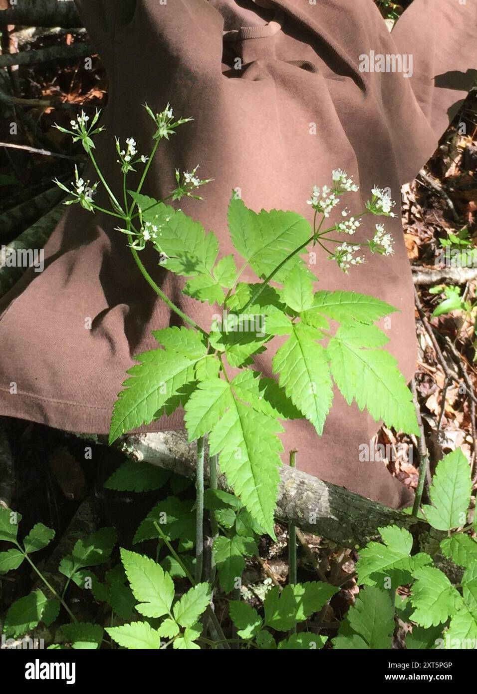 aniseroot (Osmorhiza longistylis) Plantae Stock Photo - Alamy
