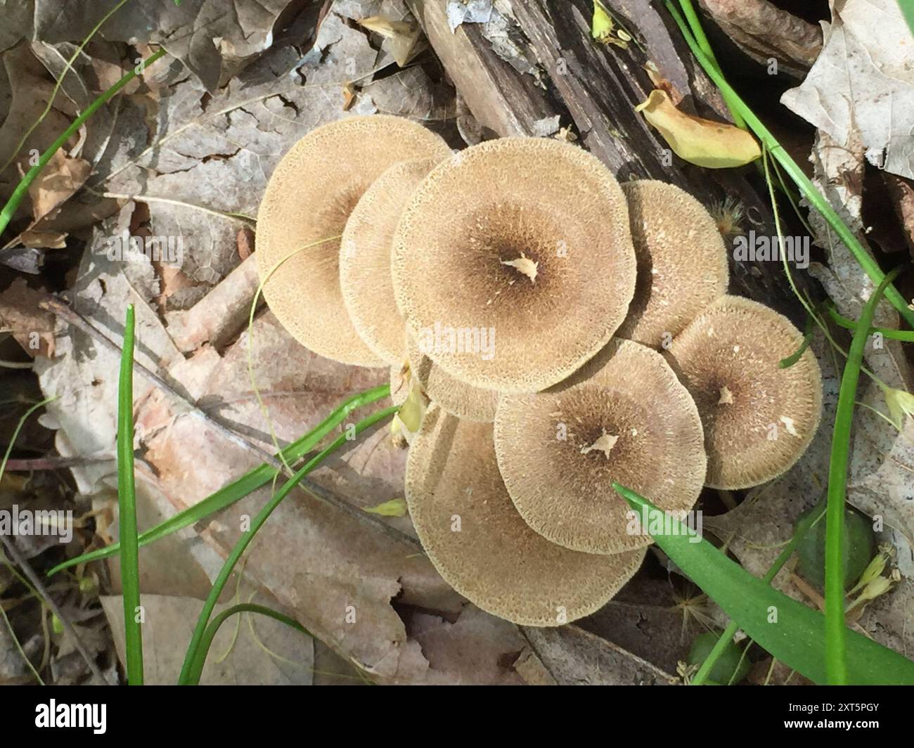 Spring Polypore (Lentinus arcularius) Fungi Stock Photo - Alamy