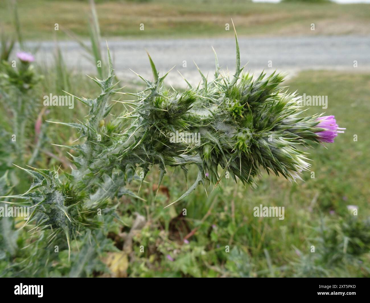 Slender Thistle (Carduus tenuiflorus) Plantae Stock Photo - Alamy