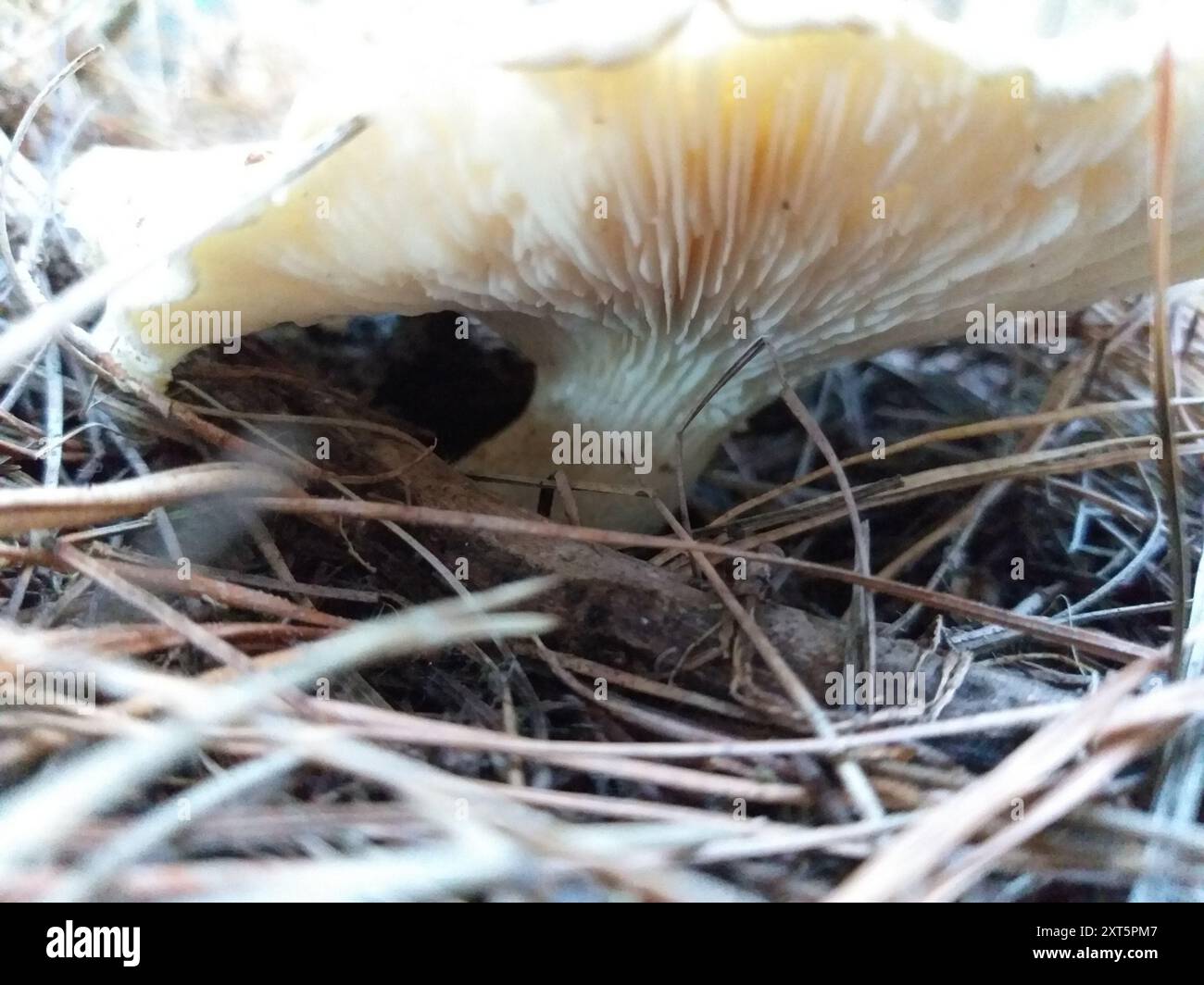 Funnels (Clitocybe) Fungi Stock Photo - Alamy