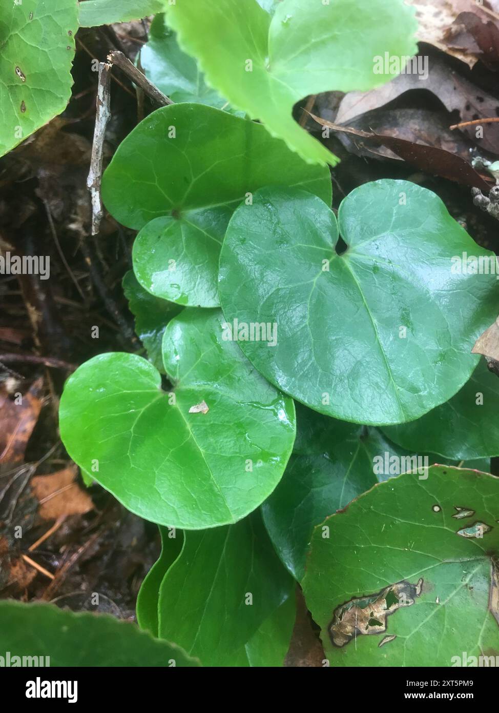 Virginia heartleaf (Asarum virginicum) Plantae Stock Photo - Alamy