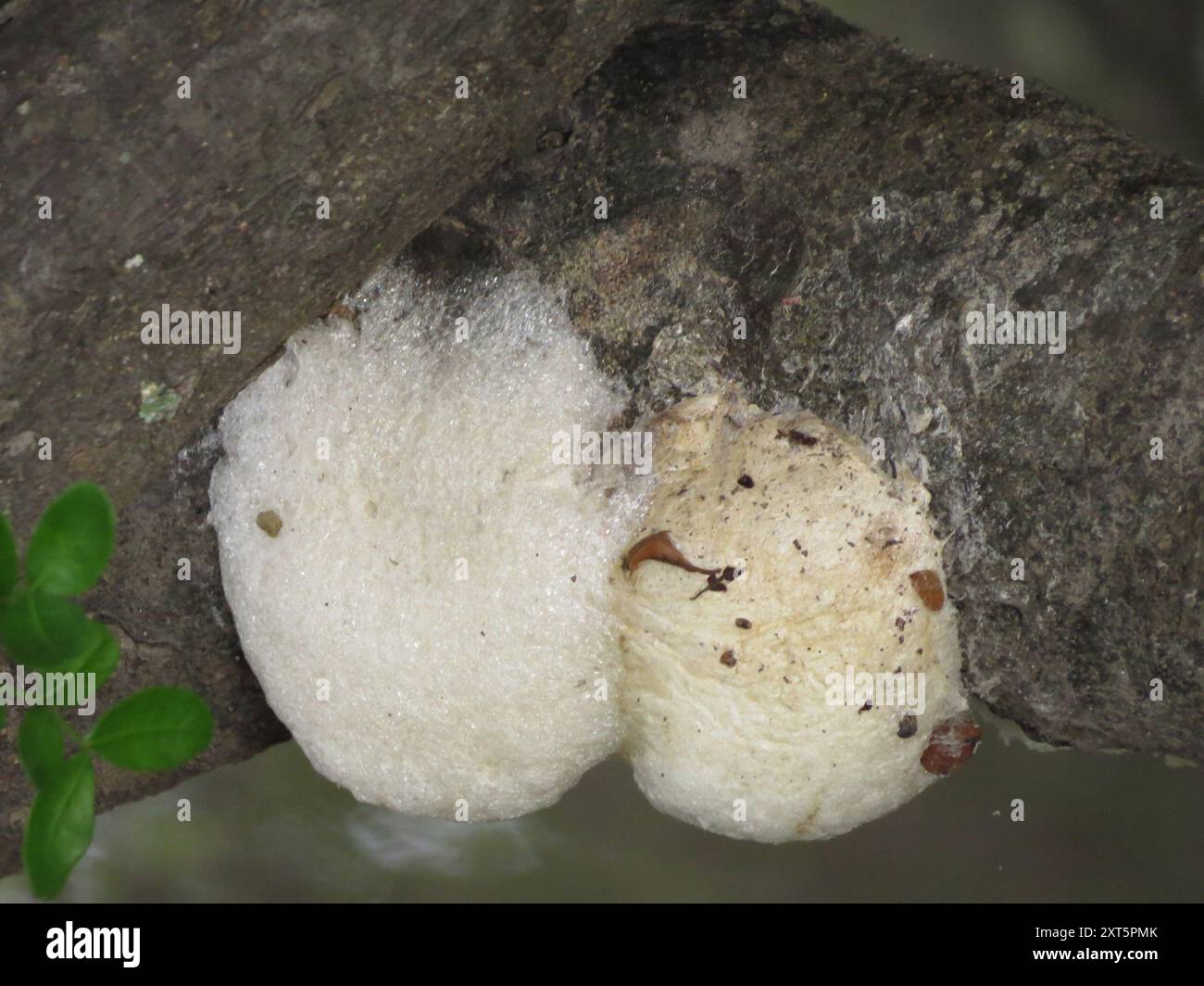 Grey Foam-nest Tree Frog (Chiromantis xerampelina) Amphibia Stock Photo - Alamy