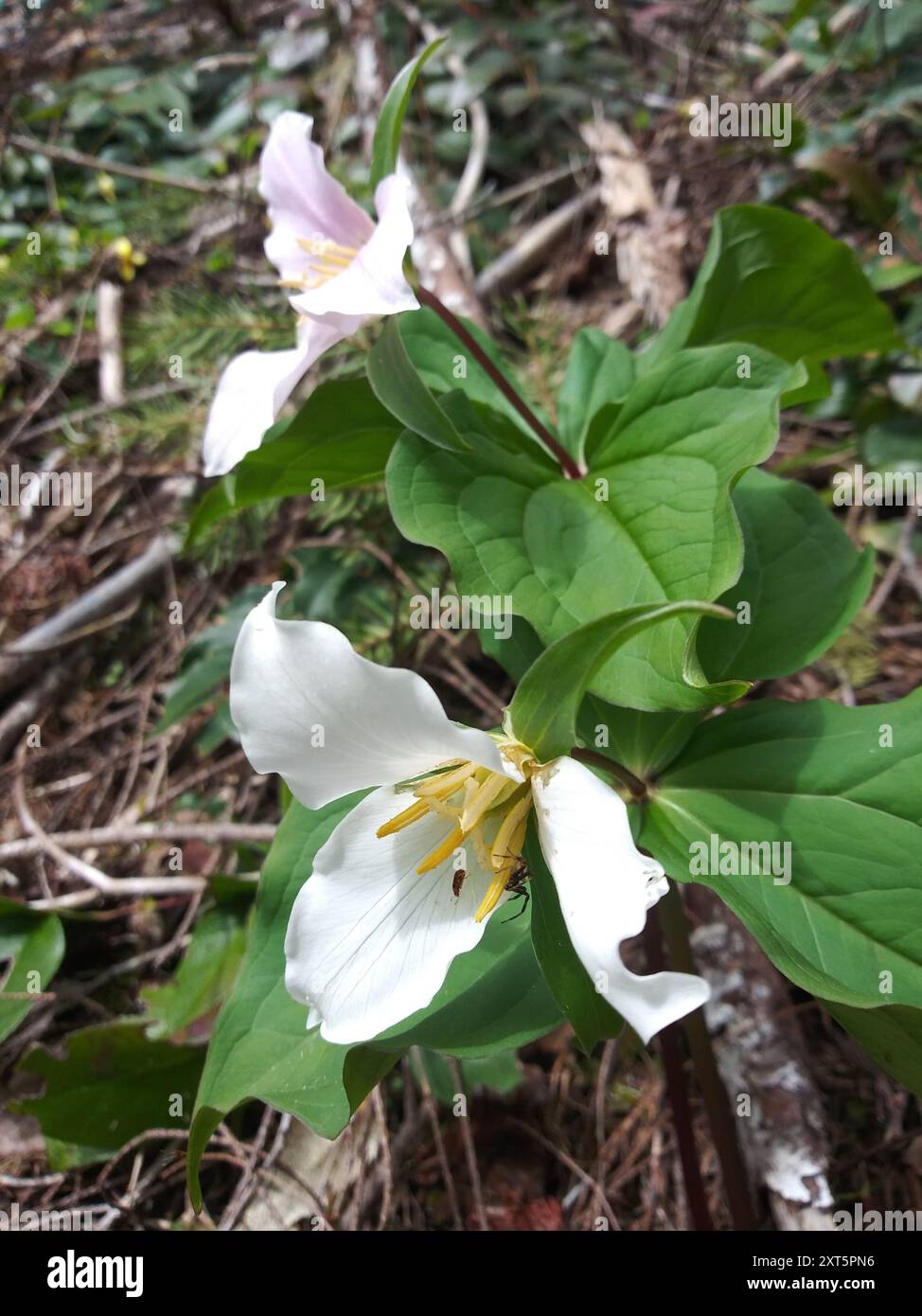 Pacific trillium (Trillium ovatum) Plantae Stock Photo - Alamy