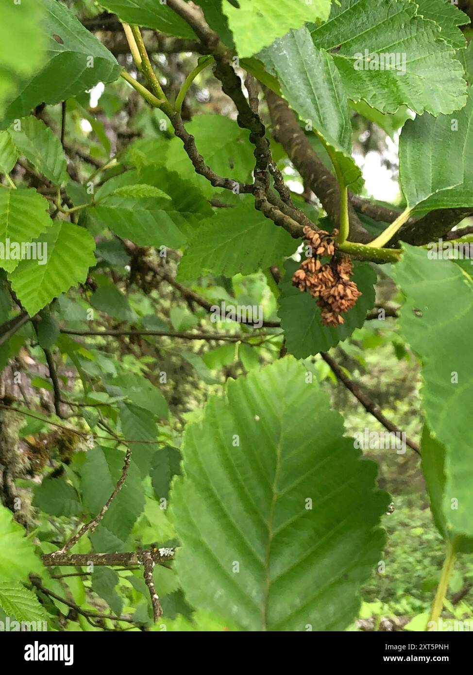 Red Alder (Alnus rubra) Plantae Stock Photo - Alamy