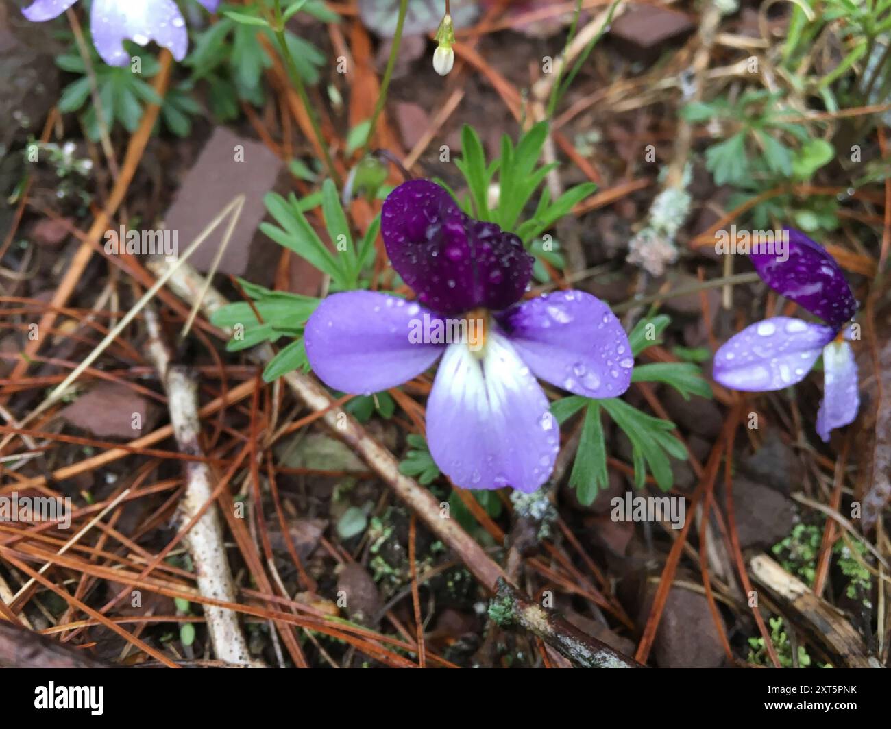 bird's foot violet (Viola pedata) Plantae Stock Photo - Alamy