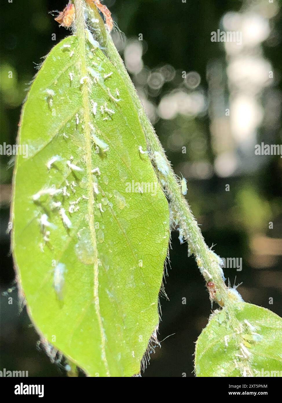 Aphids (Aphididae) Insecta Stock Photo - Alamy