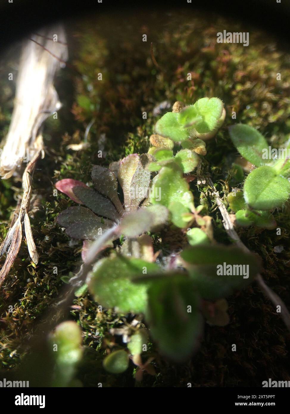 mouse-ear cress (Arabidopsis thaliana) Plantae Stock Photo - Alamy