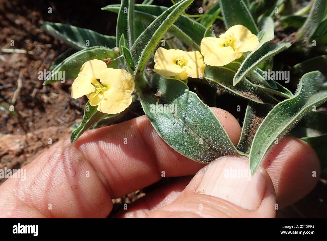 African Yellow Dayflower (Commelina africana) Plantae Stock Photo - Alamy