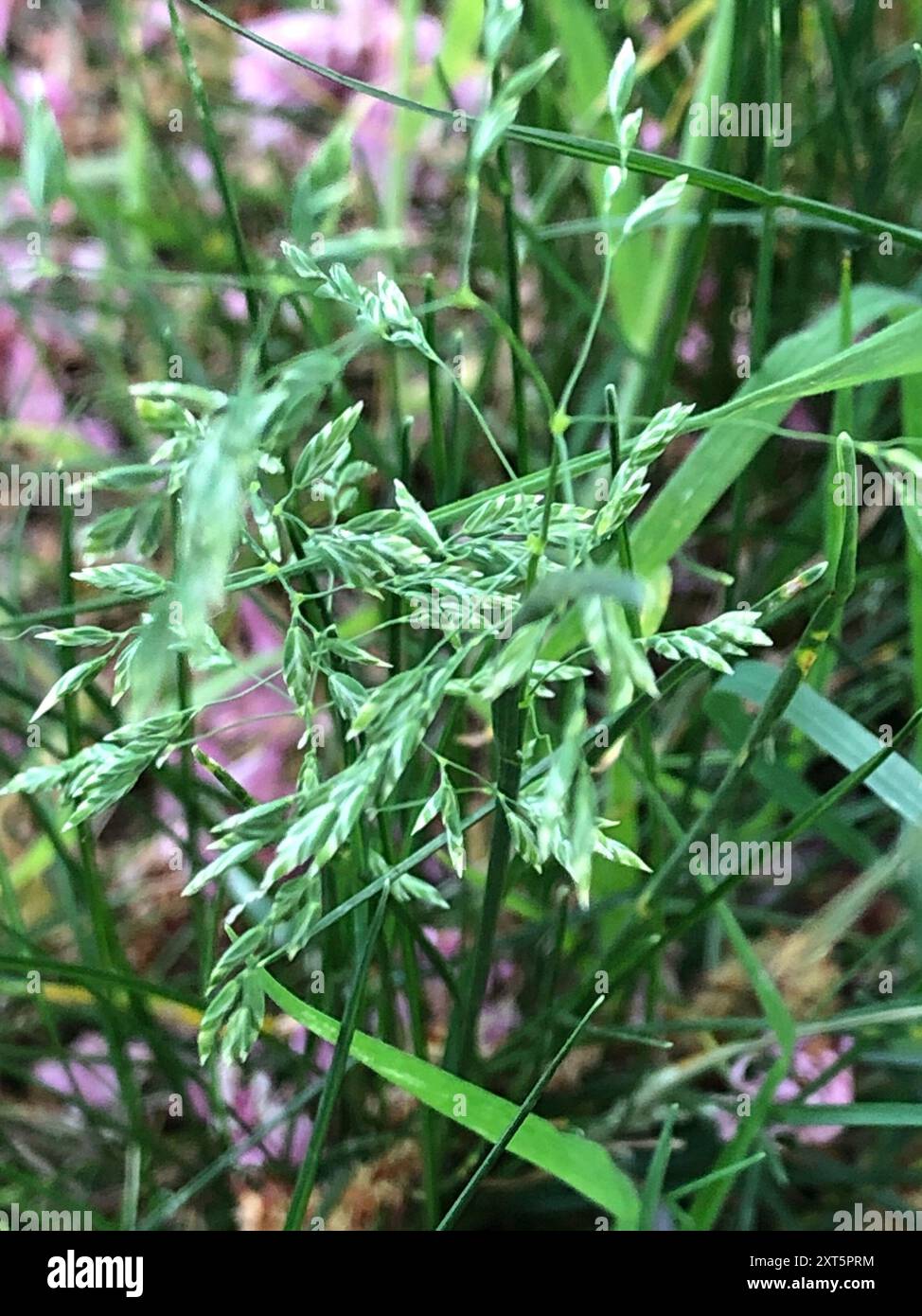 Smooth Meadow-grass (Poa pratensis) Plantae Stock Photo - Alamy
