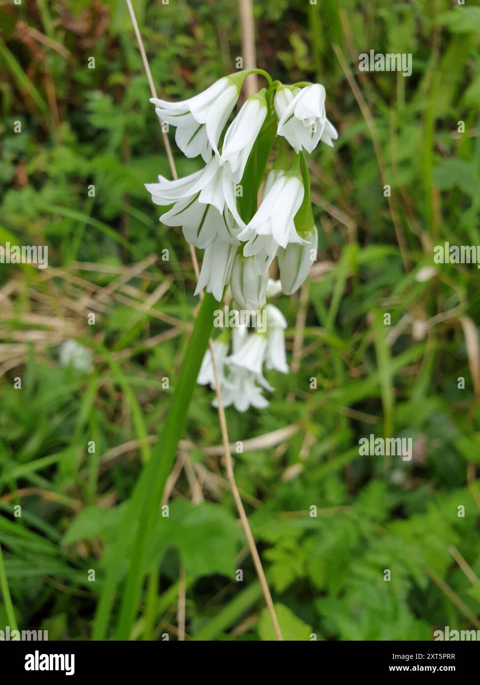 Three-cornered garlic (Allium triquetrum) Plantae Stock Photo - Alamy