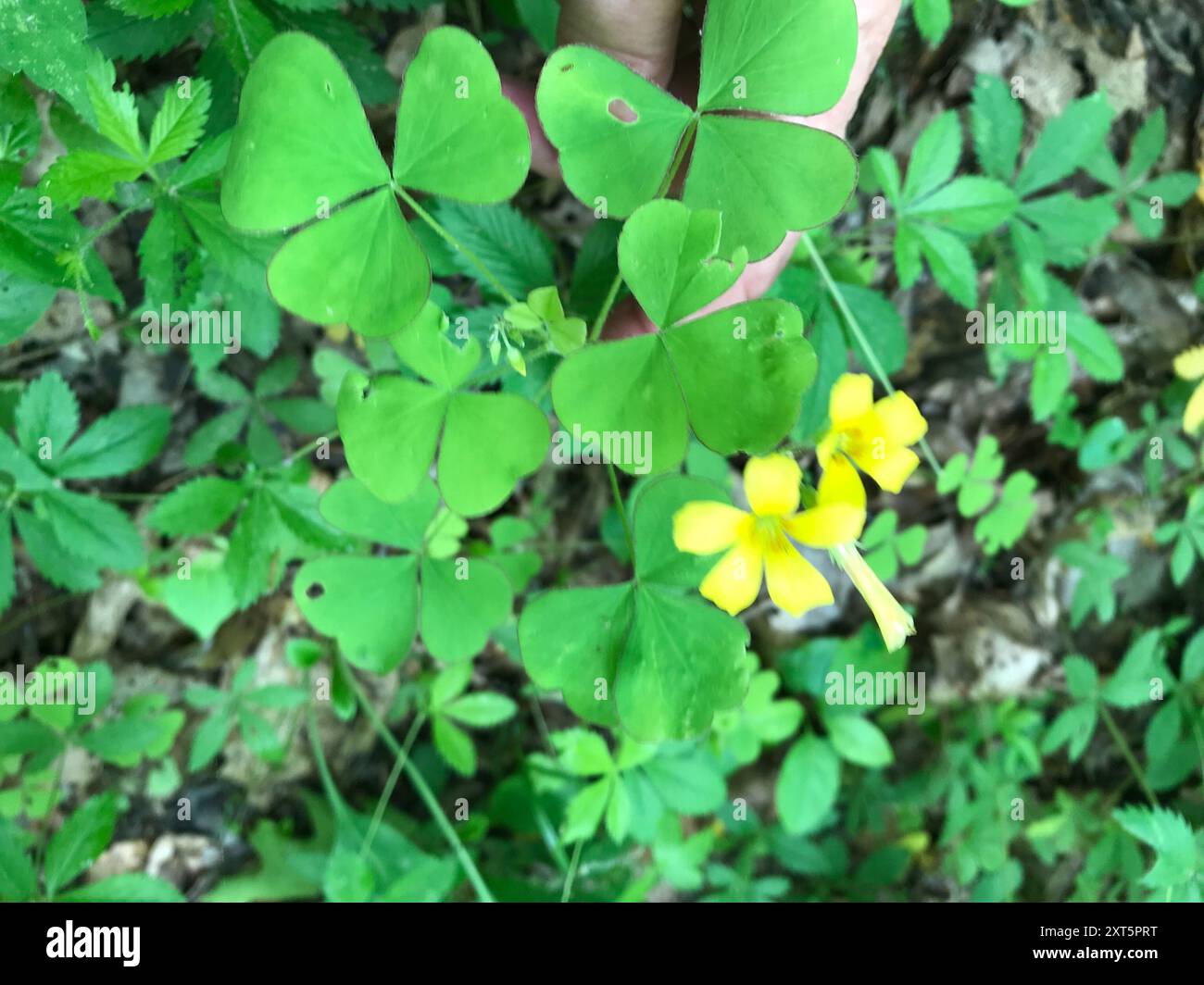 upright yellow woodsorrel (Oxalis stricta) Plantae Stock Photo - Alamy