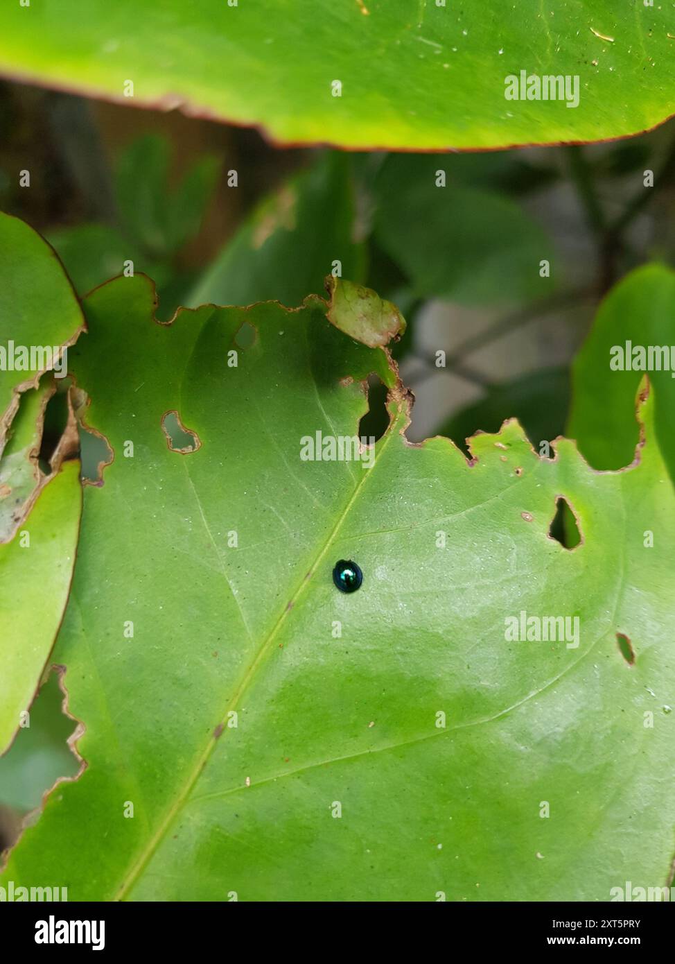 Steelblue Lady Beetle (Halmus chalybeus) Insecta Stock Photo - Alamy