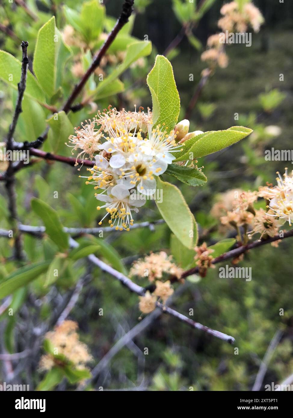 Bitter cherry (Prunus emarginata) Plantae Stock Photo - Alamy