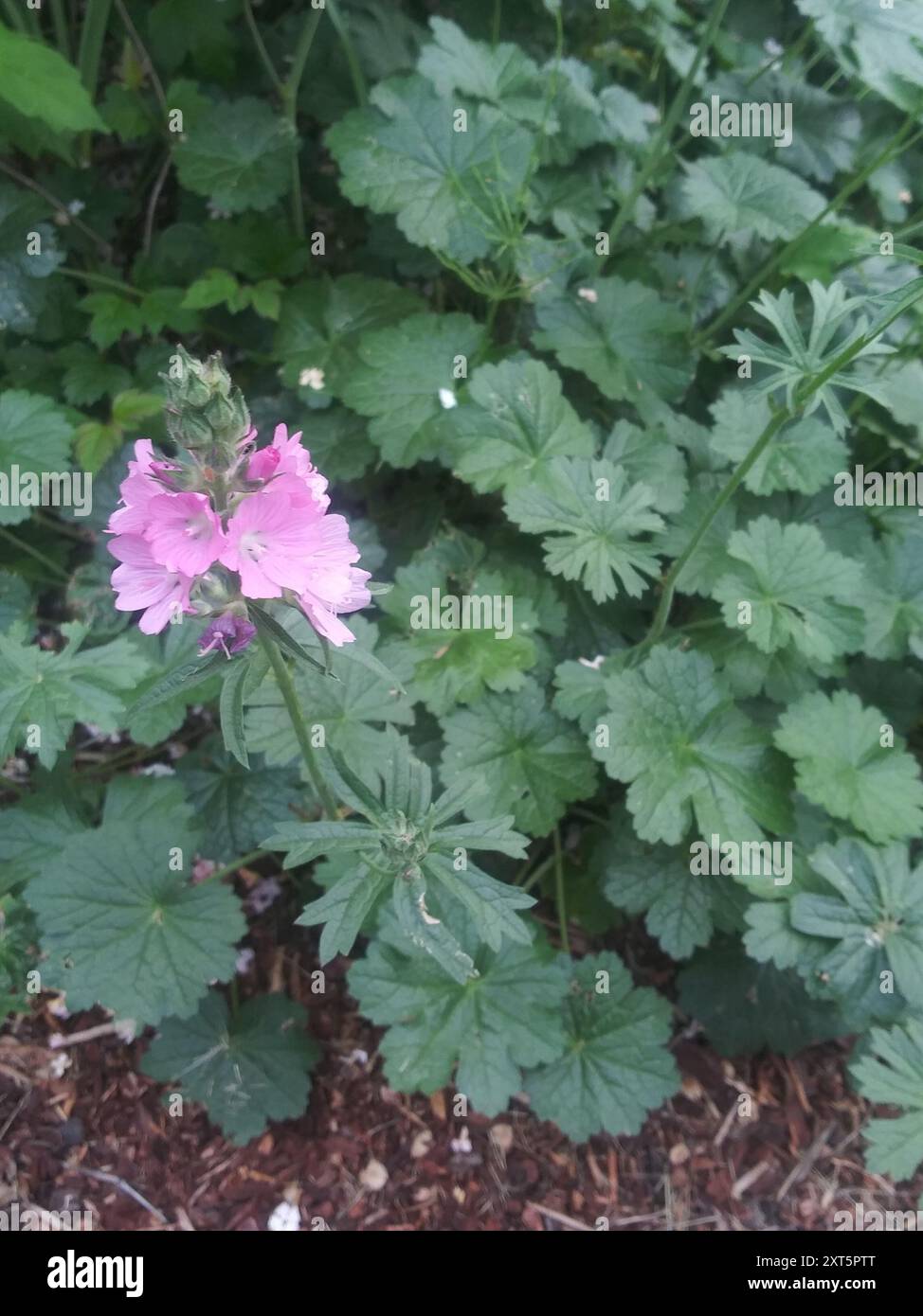checkerbloom (Sidalcea malviflora) Plantae Stock Photo - Alamy