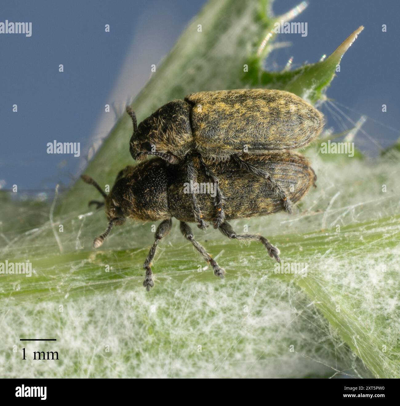 Nodding Thistle Receptacle Weevil (Rhinocyllus conicus) Insecta Stock ...