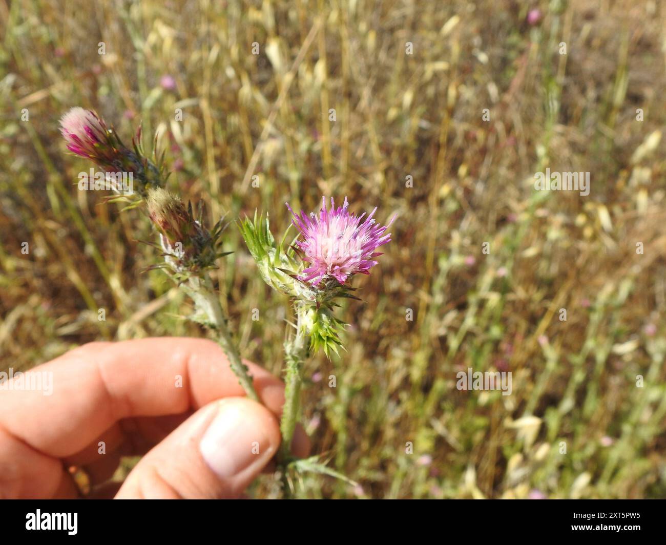Italian thistle (Carduus pycnocephalus) Plantae Stock Photo - Alamy